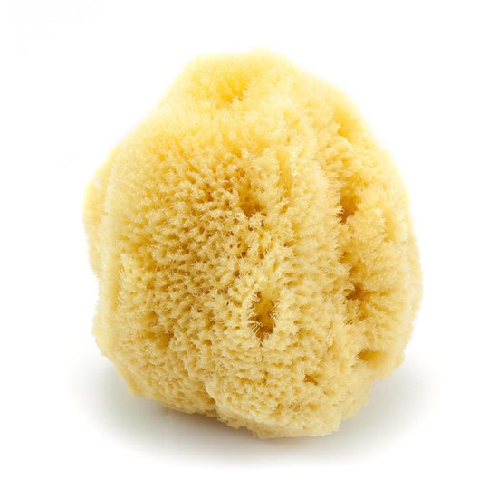 Sea Sponges – Alaska Salt Co.